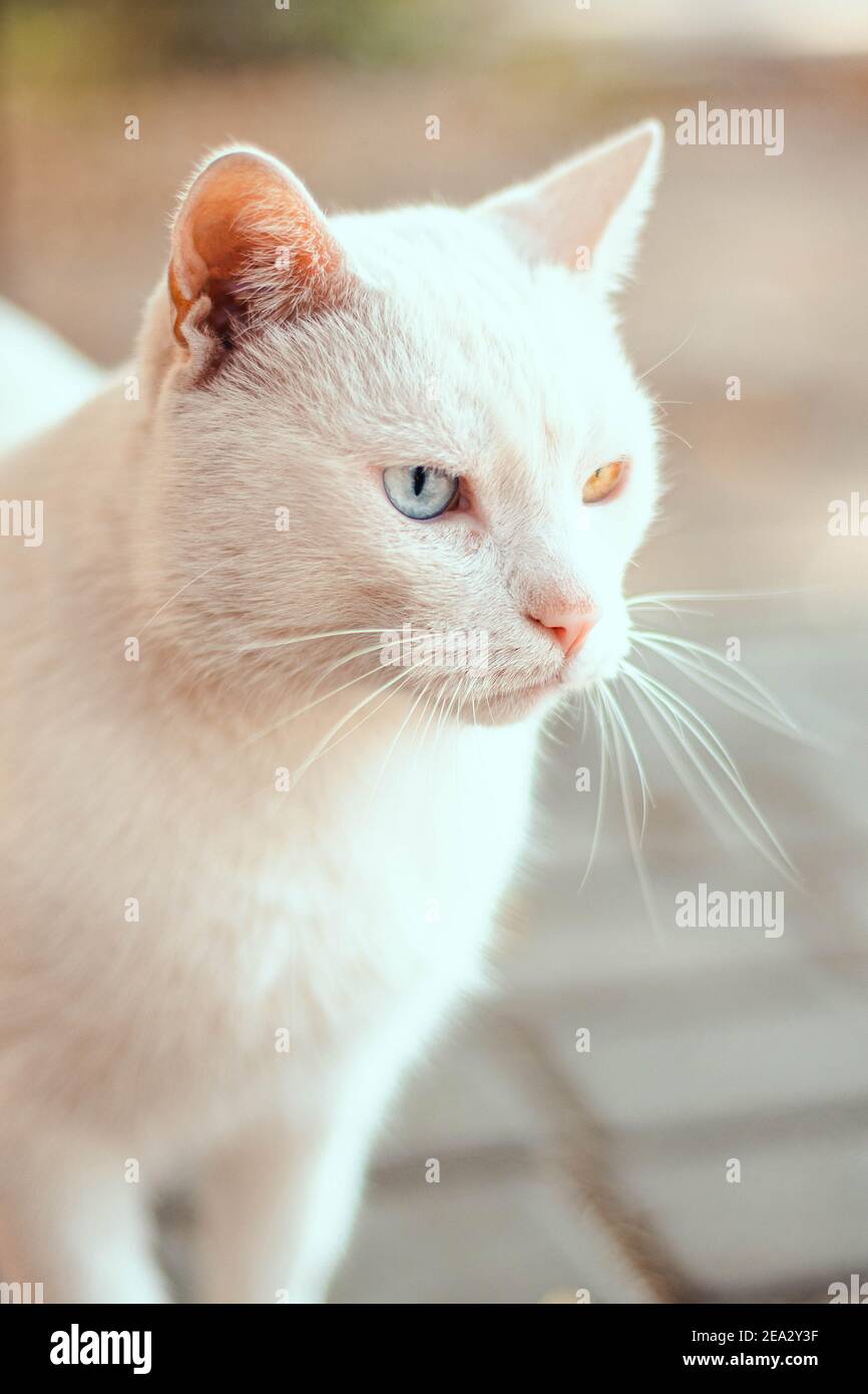 Portrait of a beautiful white cat with different colored eyes ...
