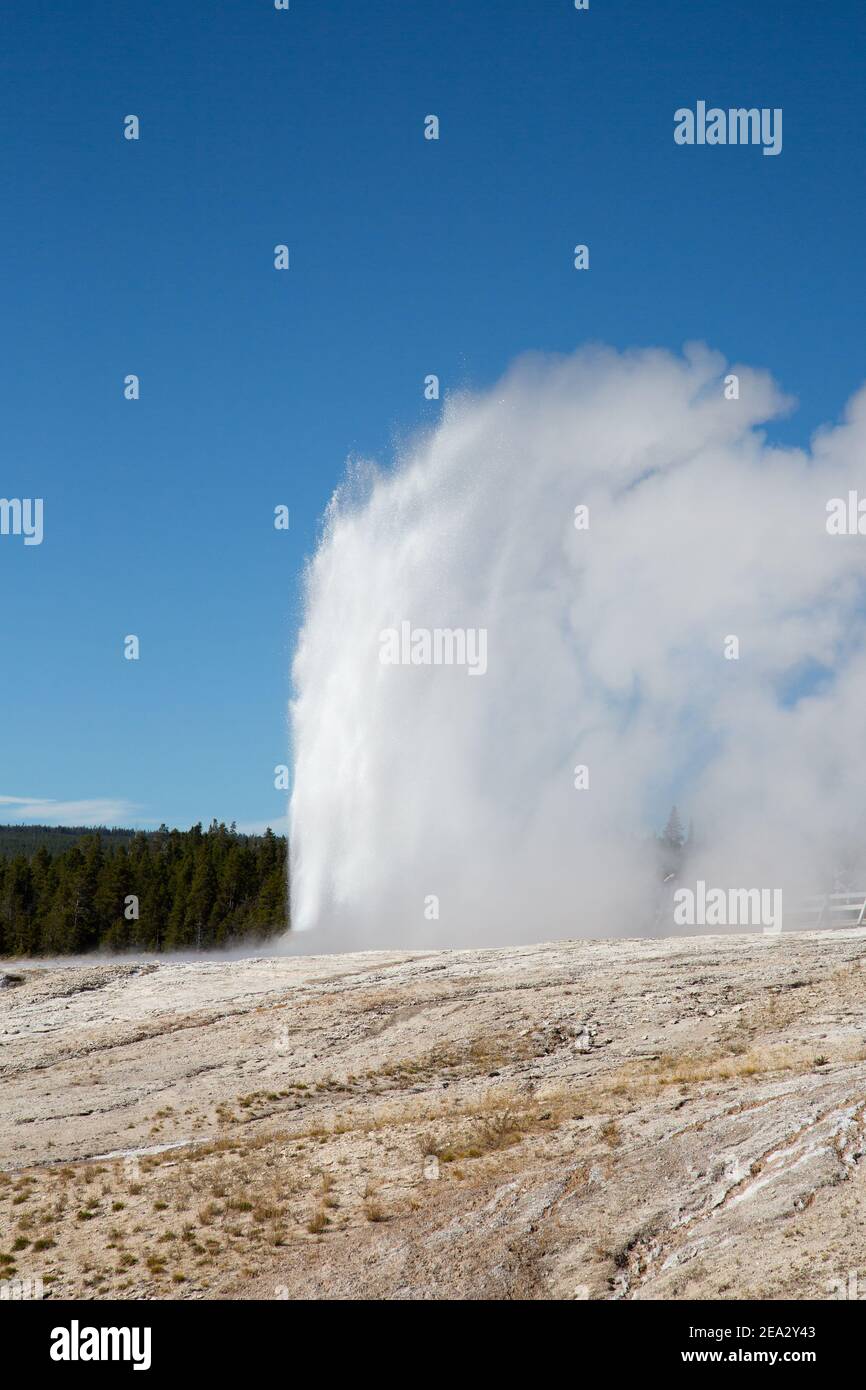 Geyser eruption in the Yellowstone national park, USA Stock Photo - Alamy