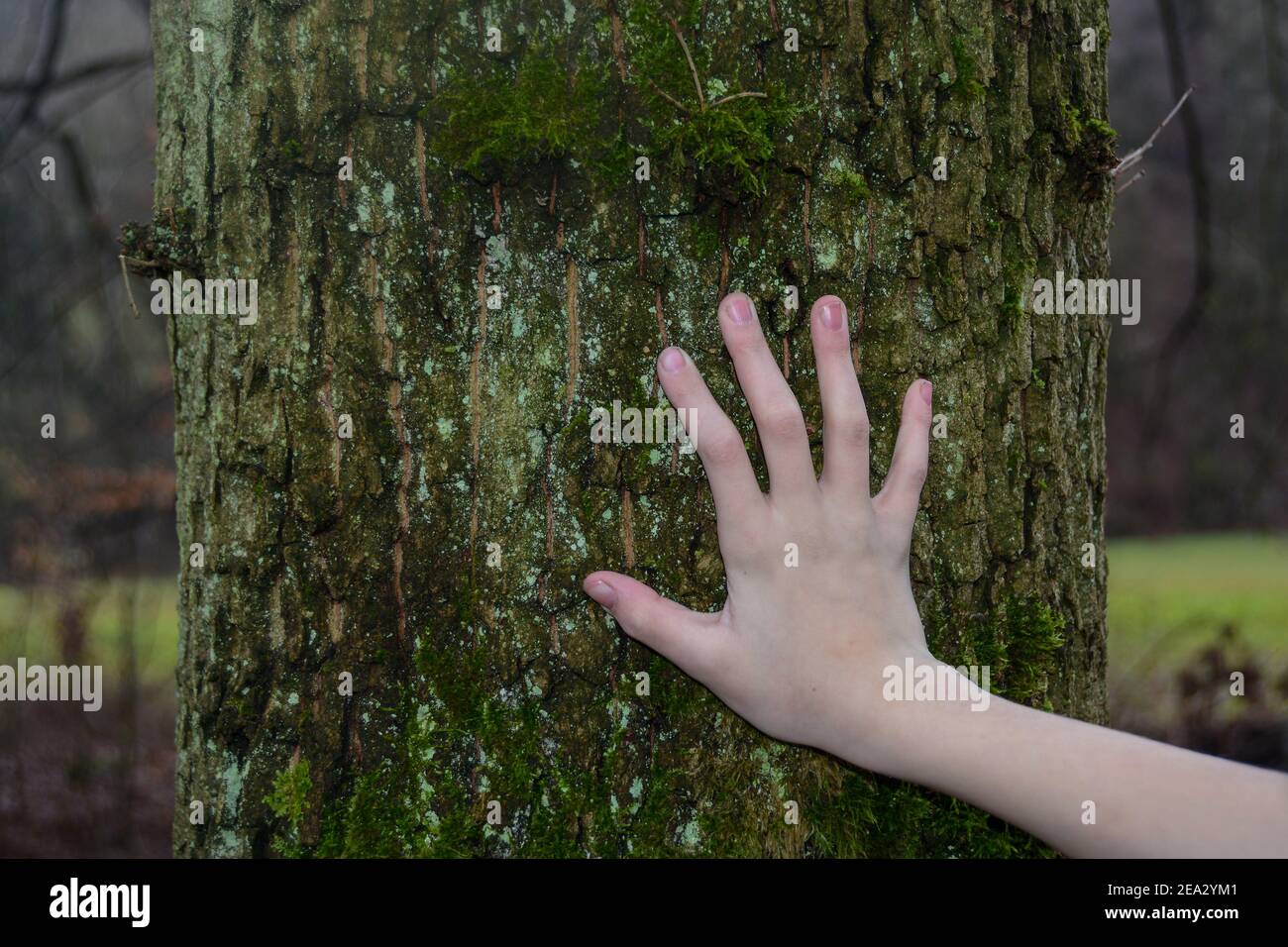 A child's hand is touching the trunk of a green tree with copy space ...