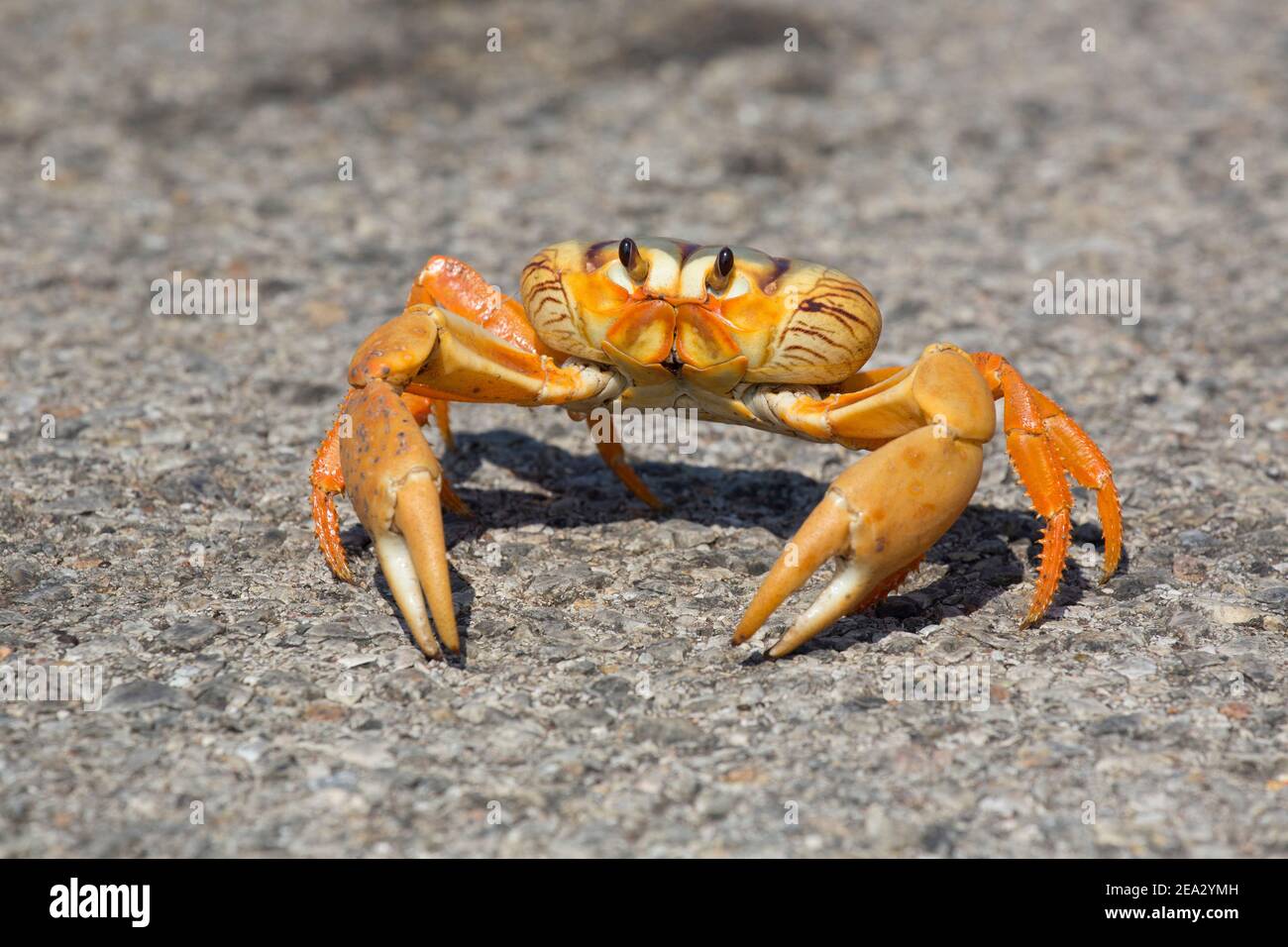Cuban Land Crab, Gecarcinus ruricola, single orange phase adult on road ...