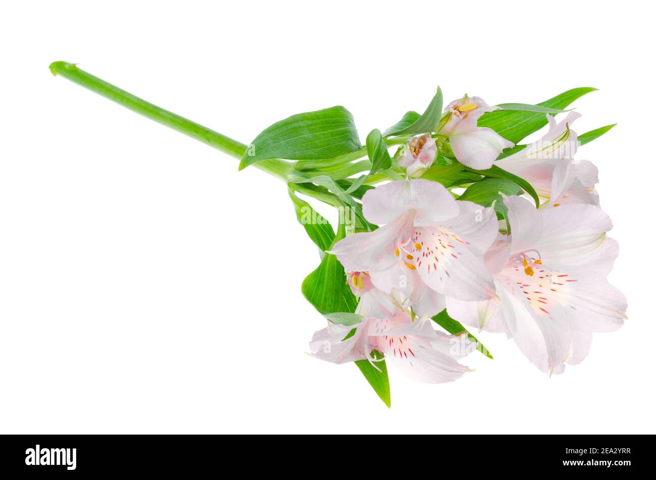 One delicate pink flower isolated on white background. Studio Photo ...