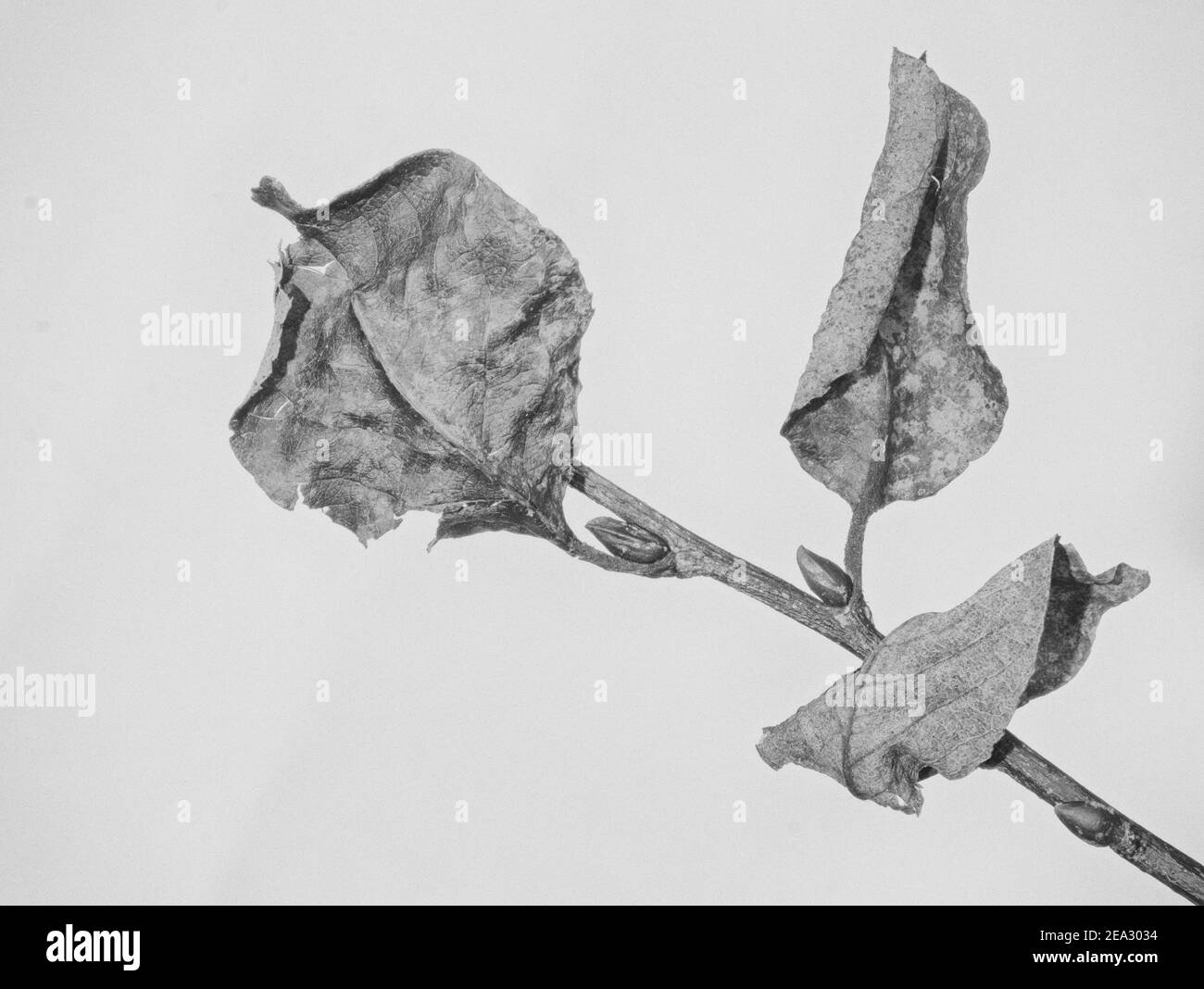 Curling dead tree branch hi-res stock photography and images - Alamy