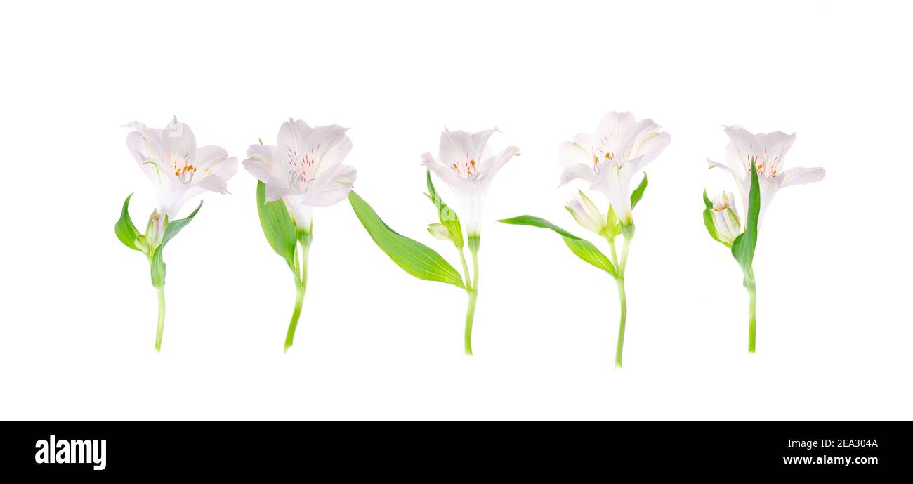One delicate pink flower isolated on white background. Studio Photo ...
