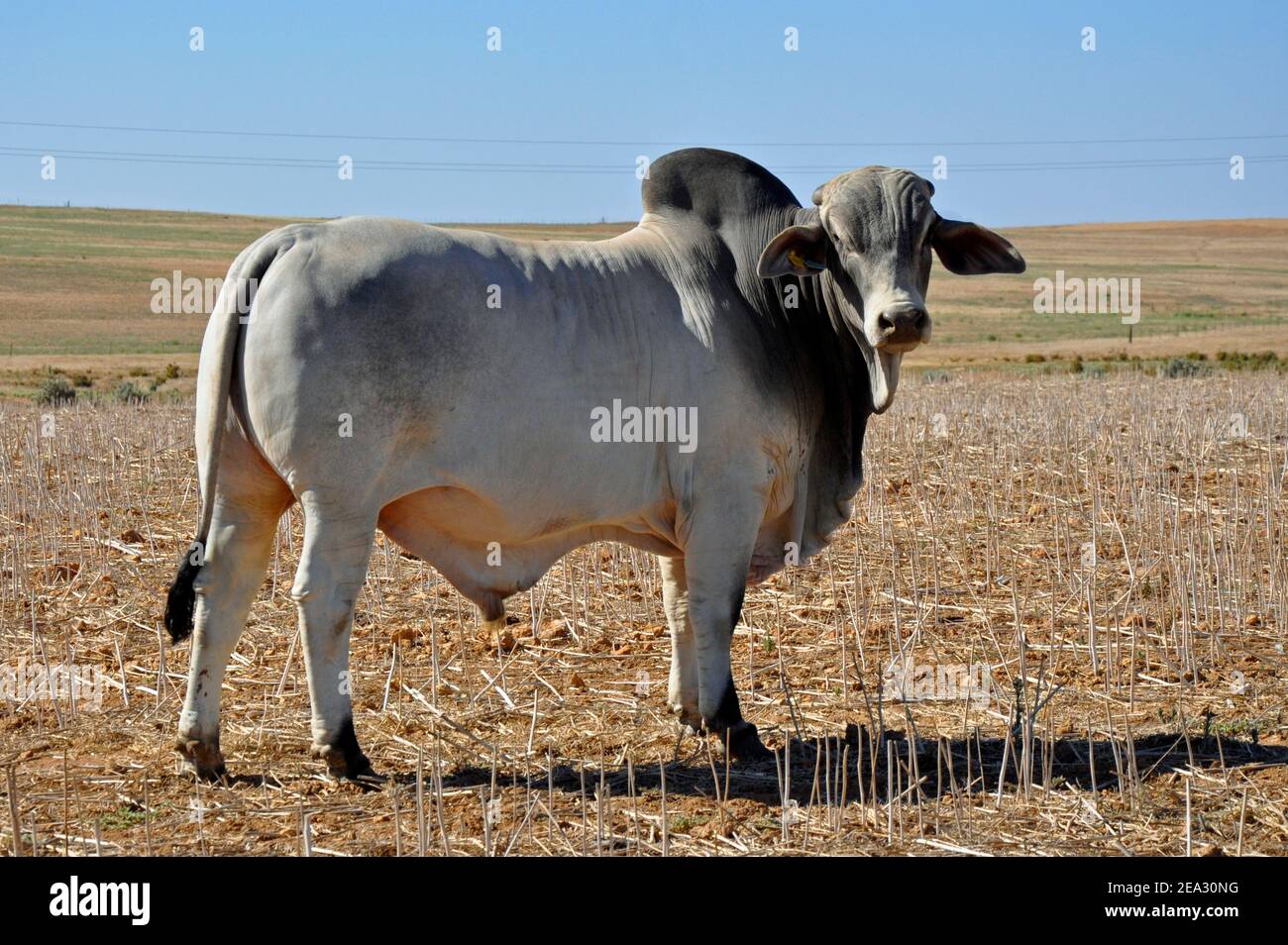 A Brahman cow in a field in South Africa Stock Photo - Alamy