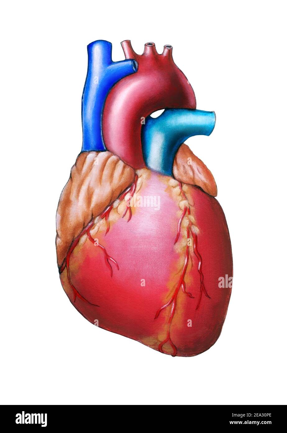 Anatomy Heart Wallpaper Real