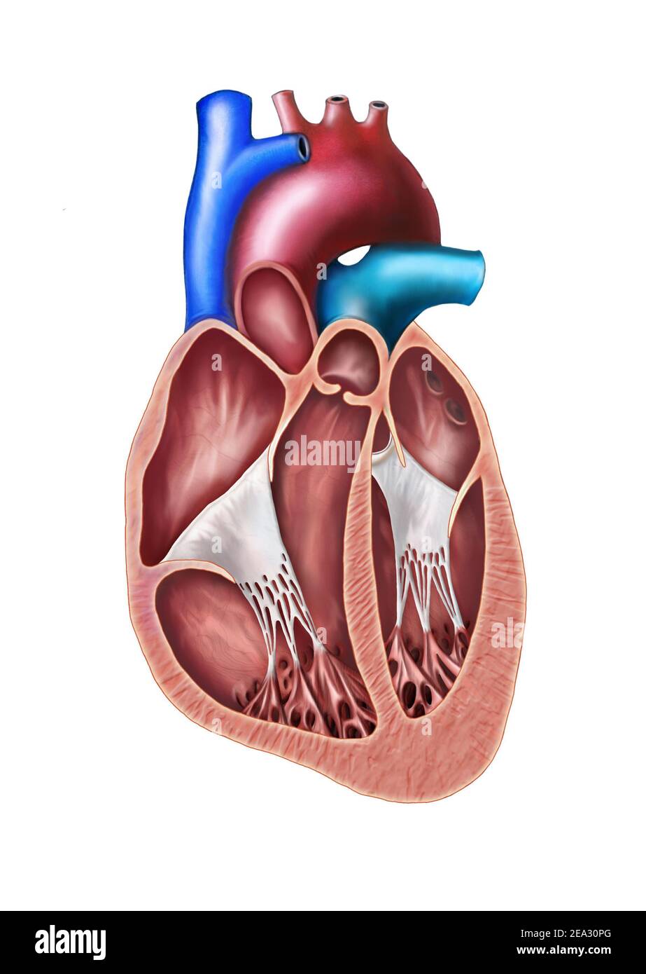 Heart aorta medicine cross section hi-res stock photography and images ...