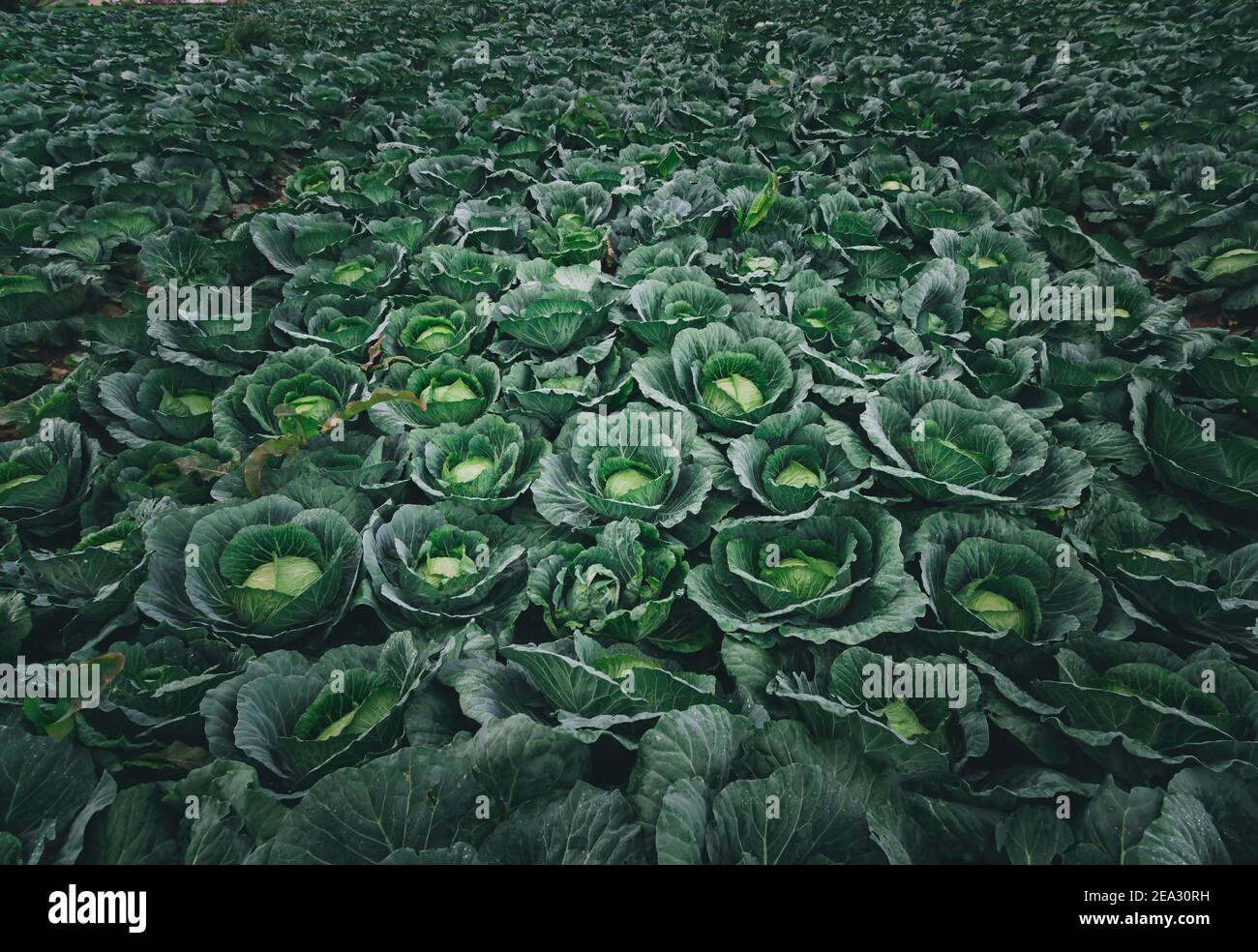 Cabbage farming hi-res stock photography and images - Alamy
