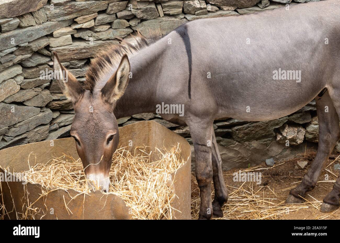 A donkey eating hay in a stone pen. Rural landscape on the island of ...