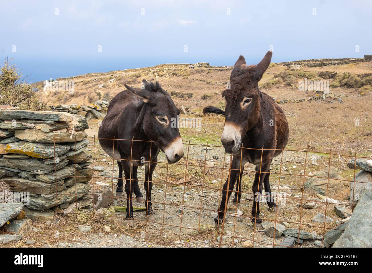 A pair of donkeys behind the fence. The rural Greek landscape of the ...