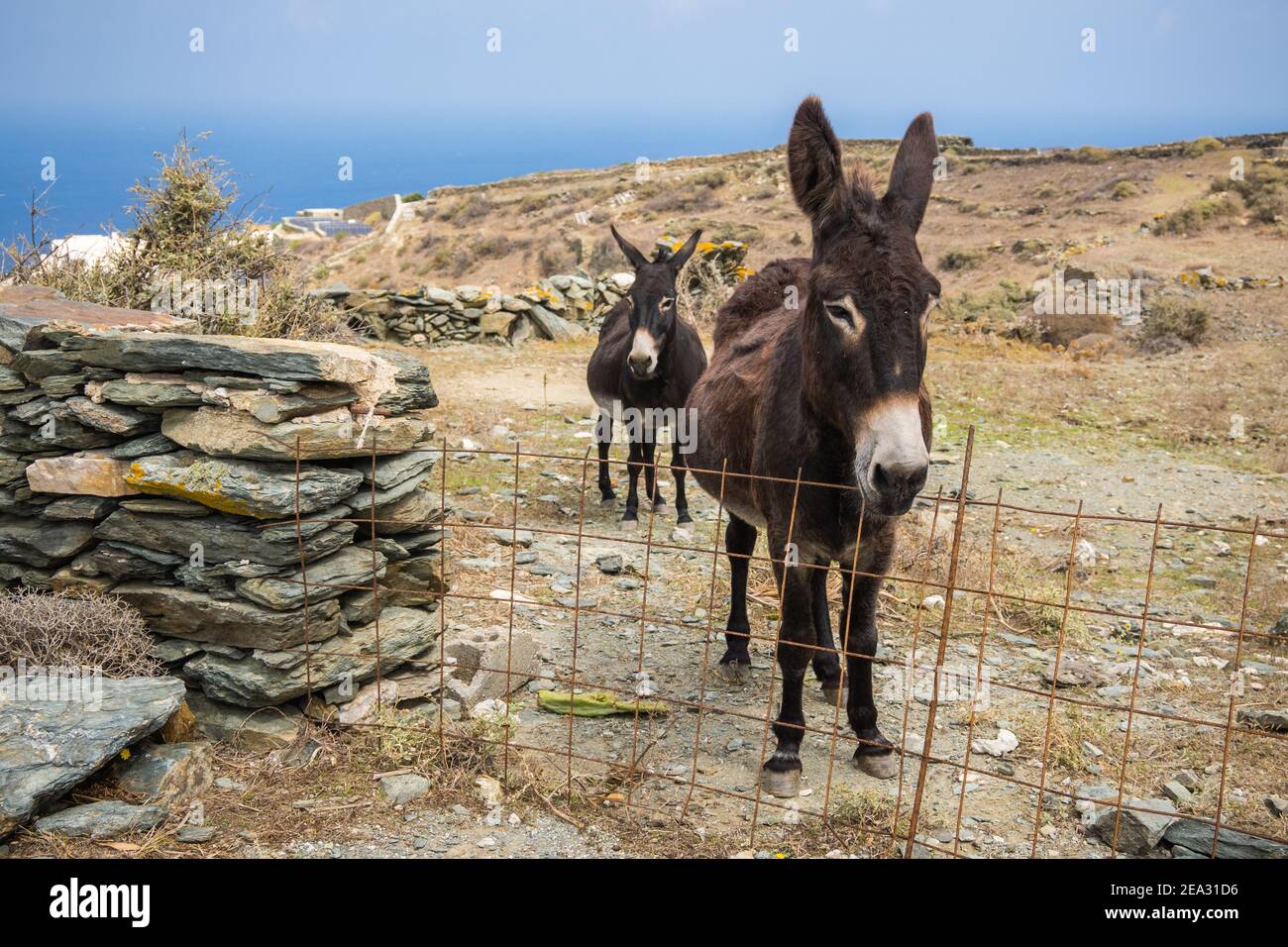 A pair of donkeys behind the fence. The rural Greek landscape of the ...