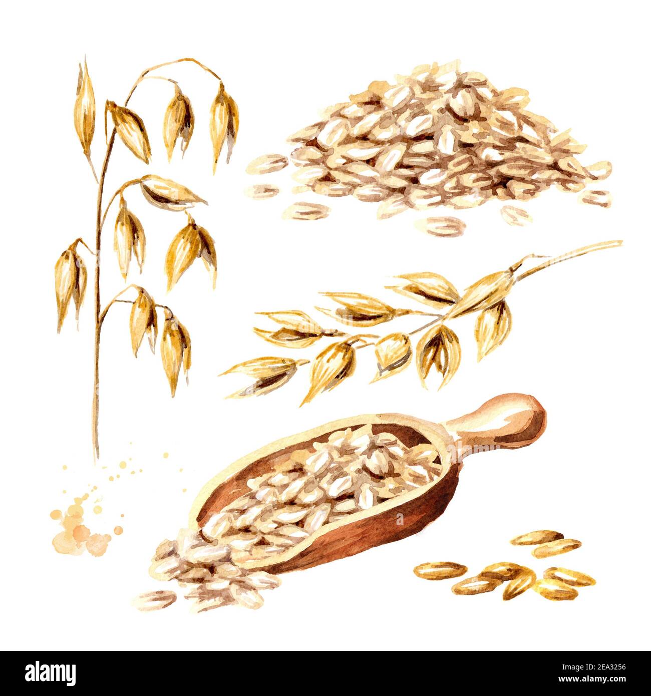 Oat flakes, grain and oat ear set. Watercolor hand drawn illustration ...