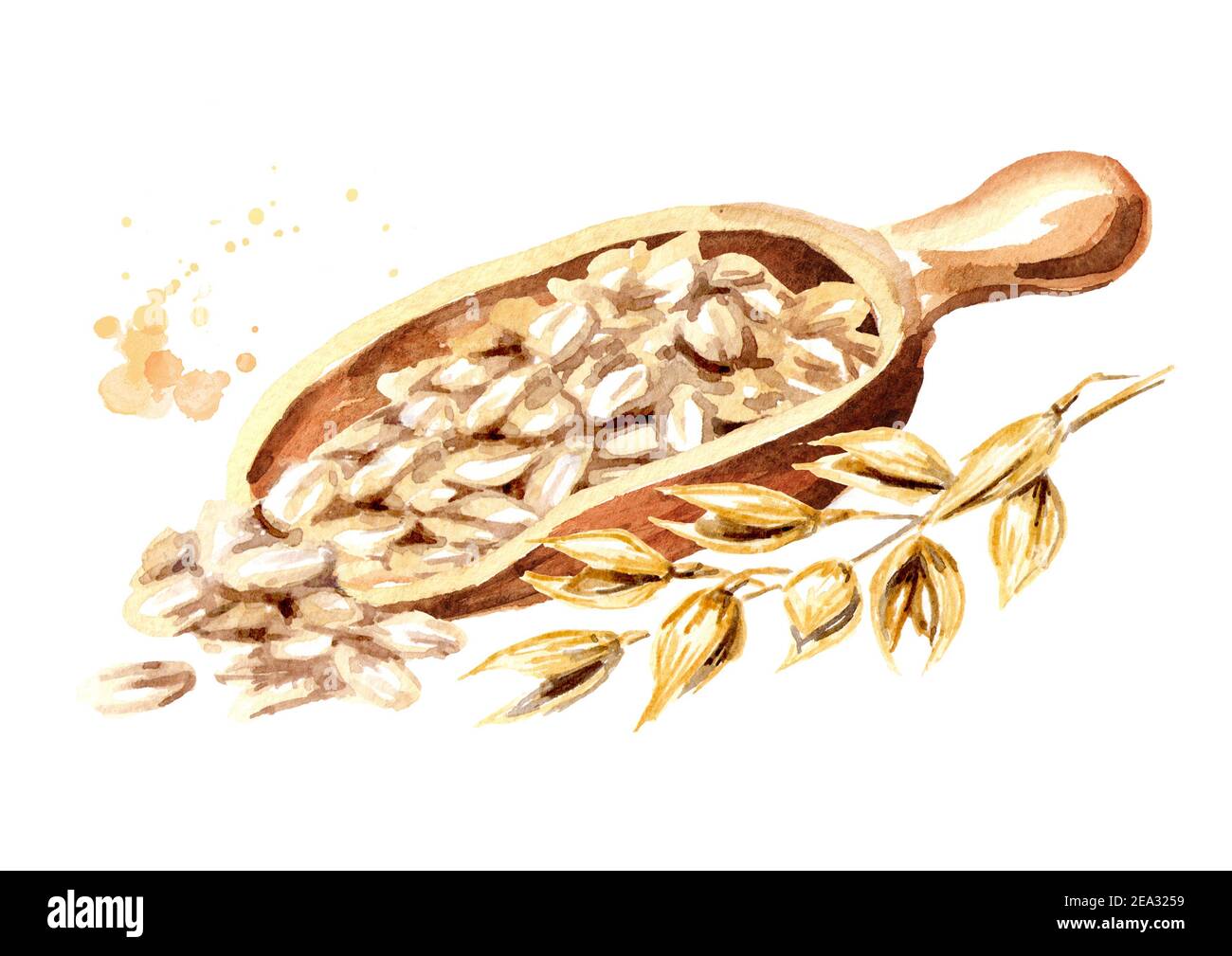 Oat flakes in scoop and ear of oeats. Watercolor hand drawn ...