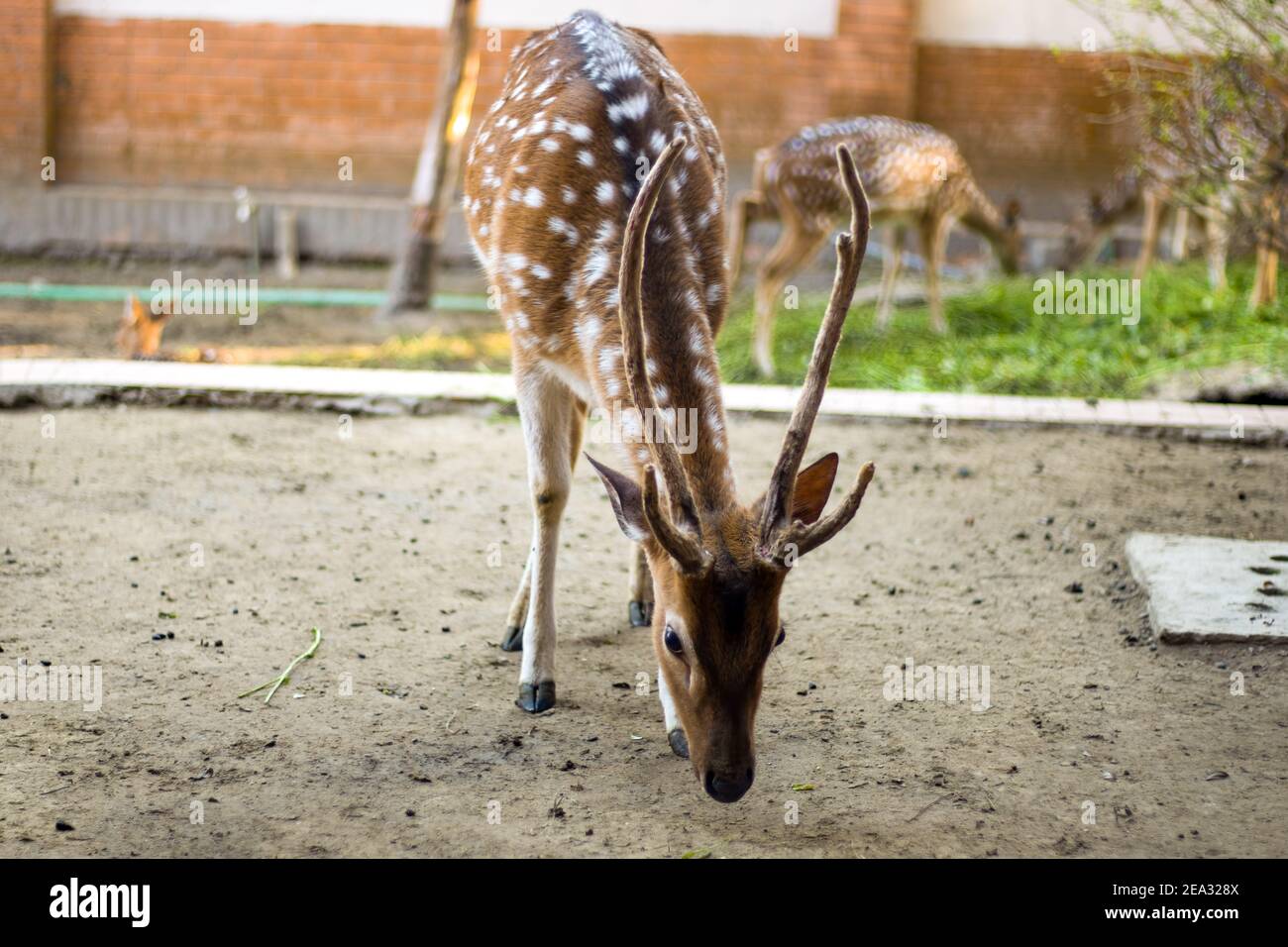 A close standing down head deer inside of a zoo Stock Photo - Alamy
