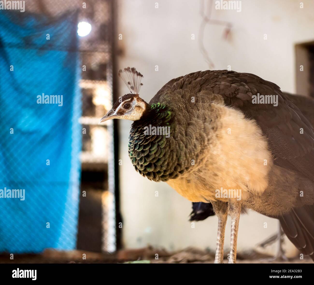 Peacock cage hi-res stock photography and images - Alamy