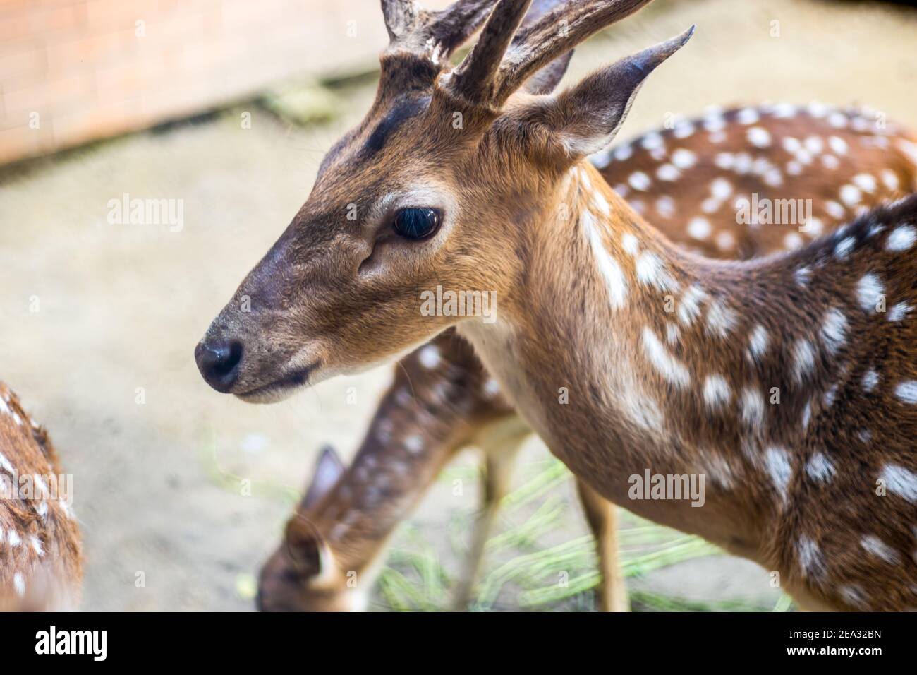 Young chital hi-res stock photography and images - Alamy