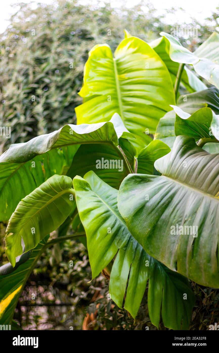 Close view of green big leaves decorative tree inside of a garden Stock ...