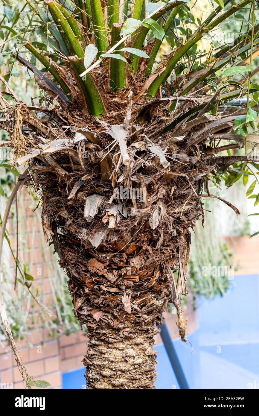 Dates palm tree rough branches Stock Photo - Alamy