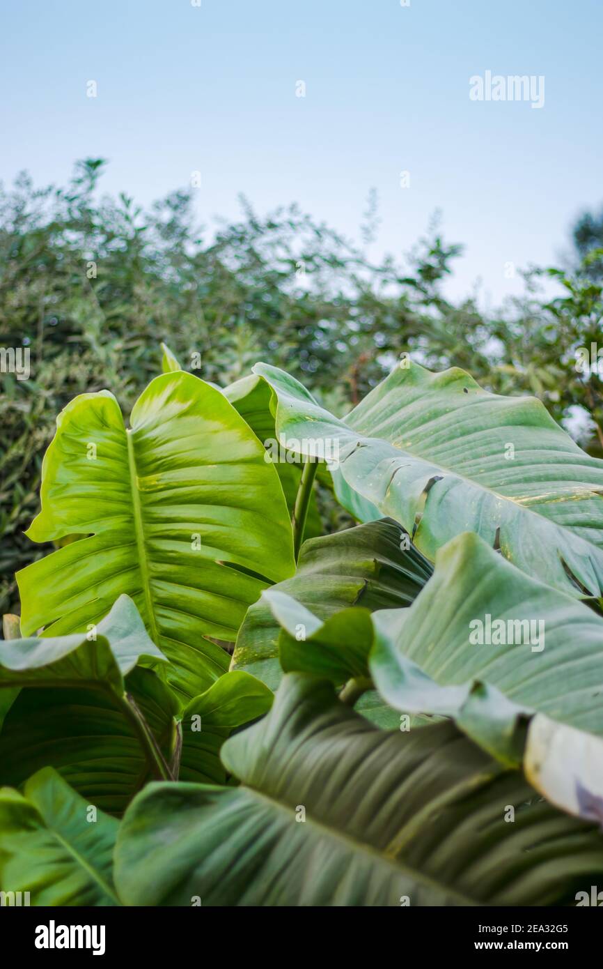 Decorative big leaf green tree inside of a botanical garden Stock Photo ...