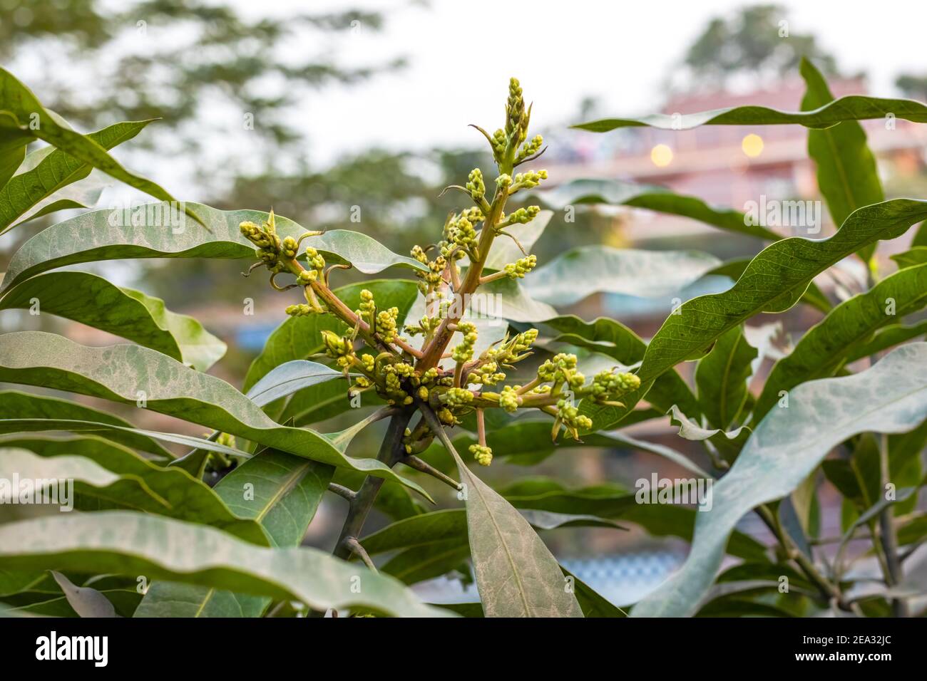 Mango bud hi-res stock photography and images - Alamy