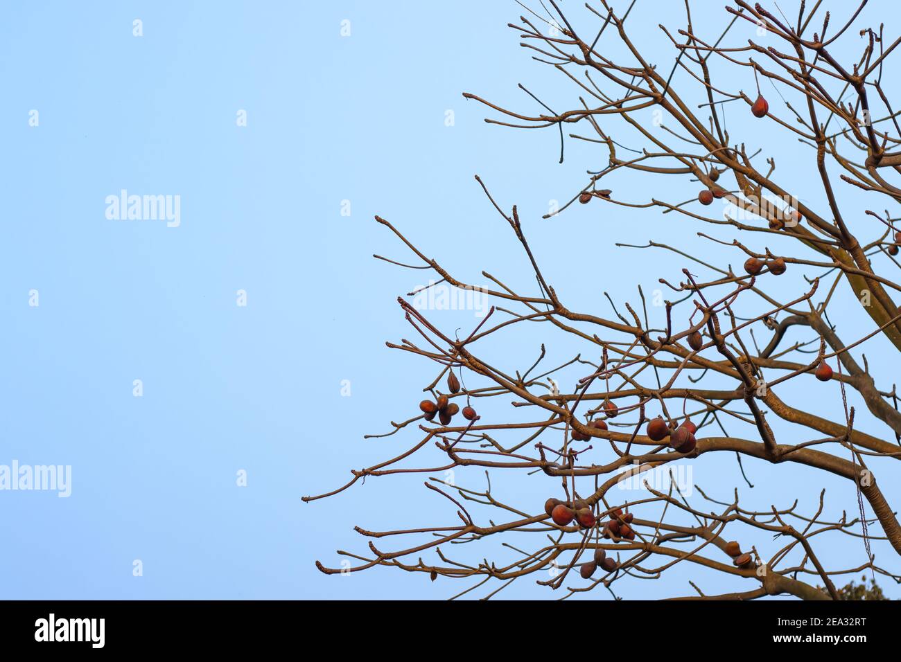 Red almond on the leafless tree at the winter session Stock Photo - Alamy