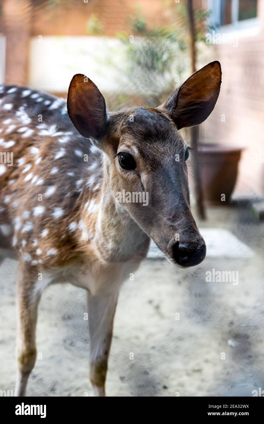 Close up young whitetail fawn hi-res stock photography and images - Alamy