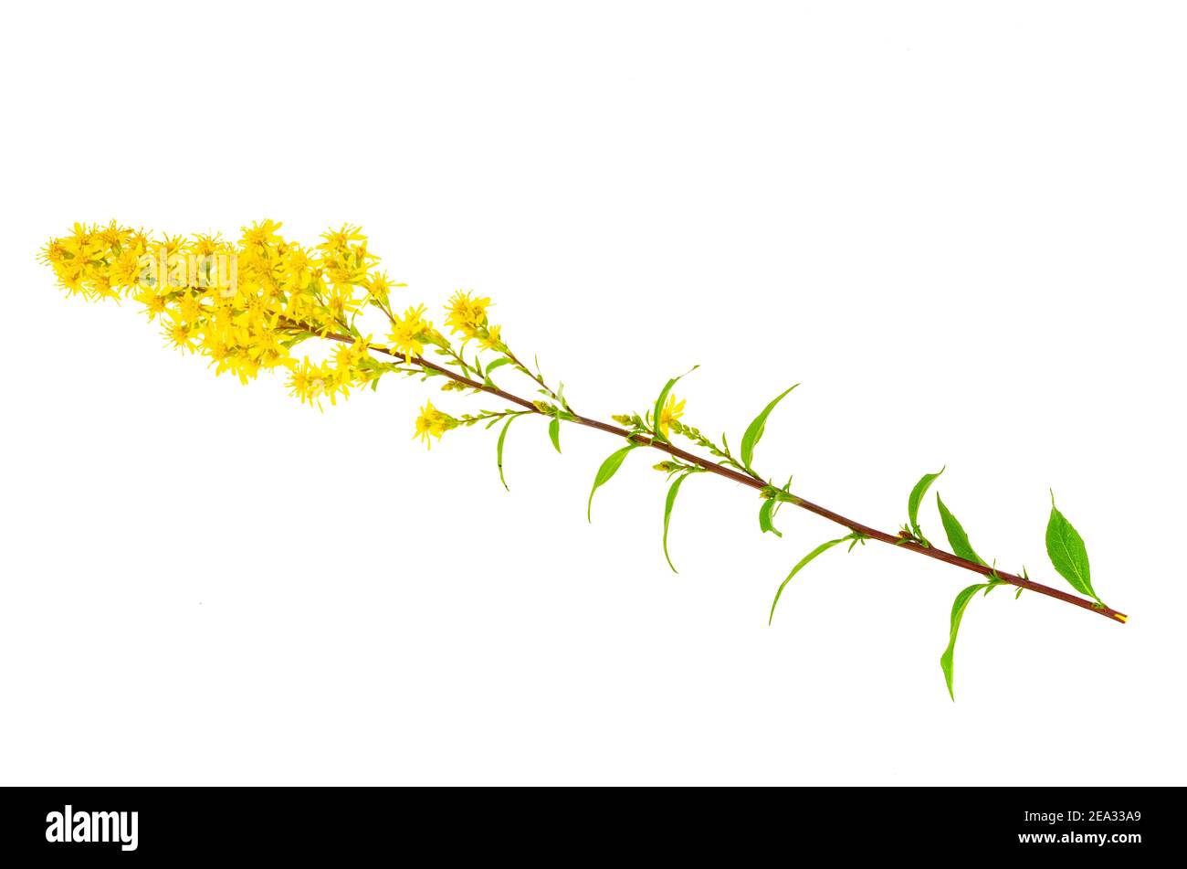 Stem of wild field flower with small yellow inflorescences. Studio ...