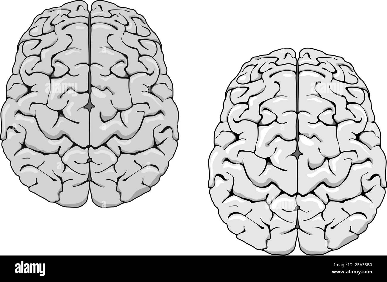 Memories brain Black and White Stock Photos & Images - Alamy