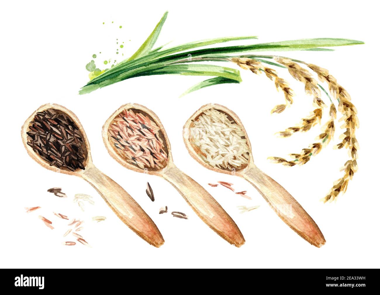 Rice plant and wooden scoops with different rice types, top view ...