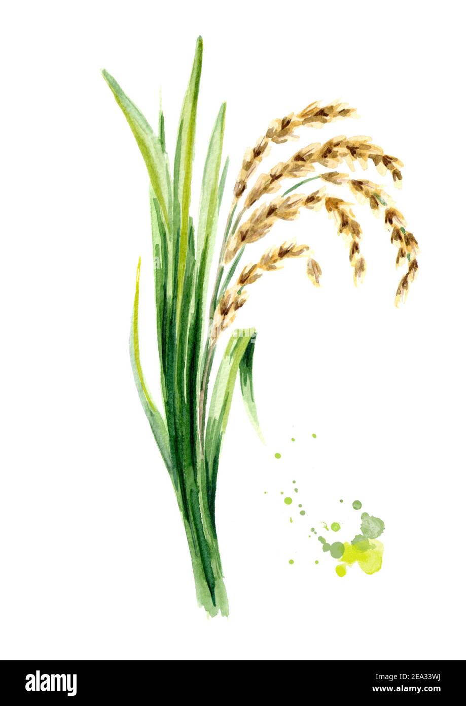 Rice Plant Illustration
