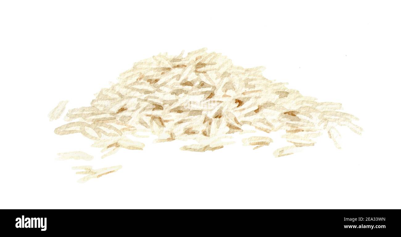 White Rice. Watercolor hand drawn illustration, isolated on white ...
