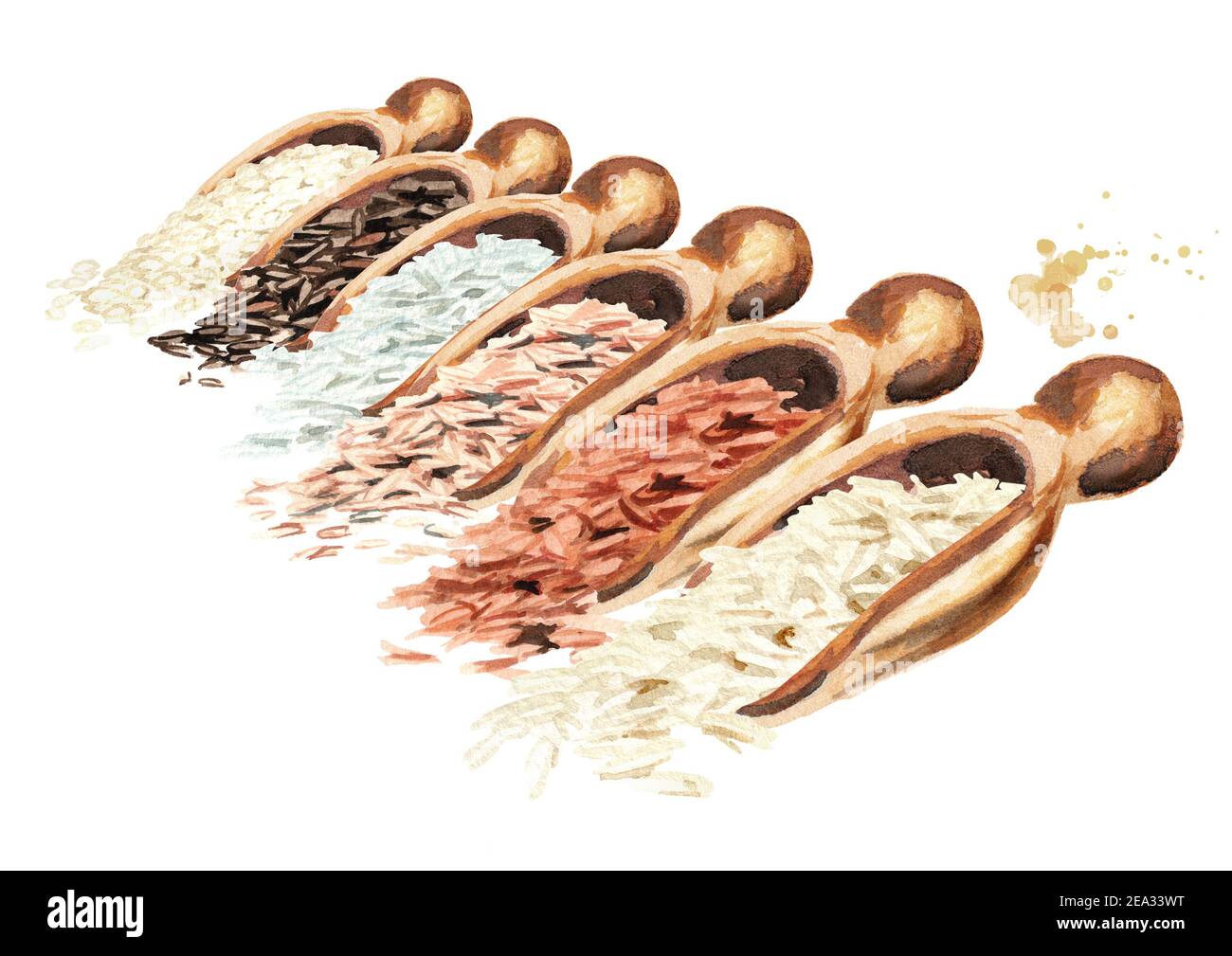 Scoops with different rice varieties. Watercolor hand drawn ...