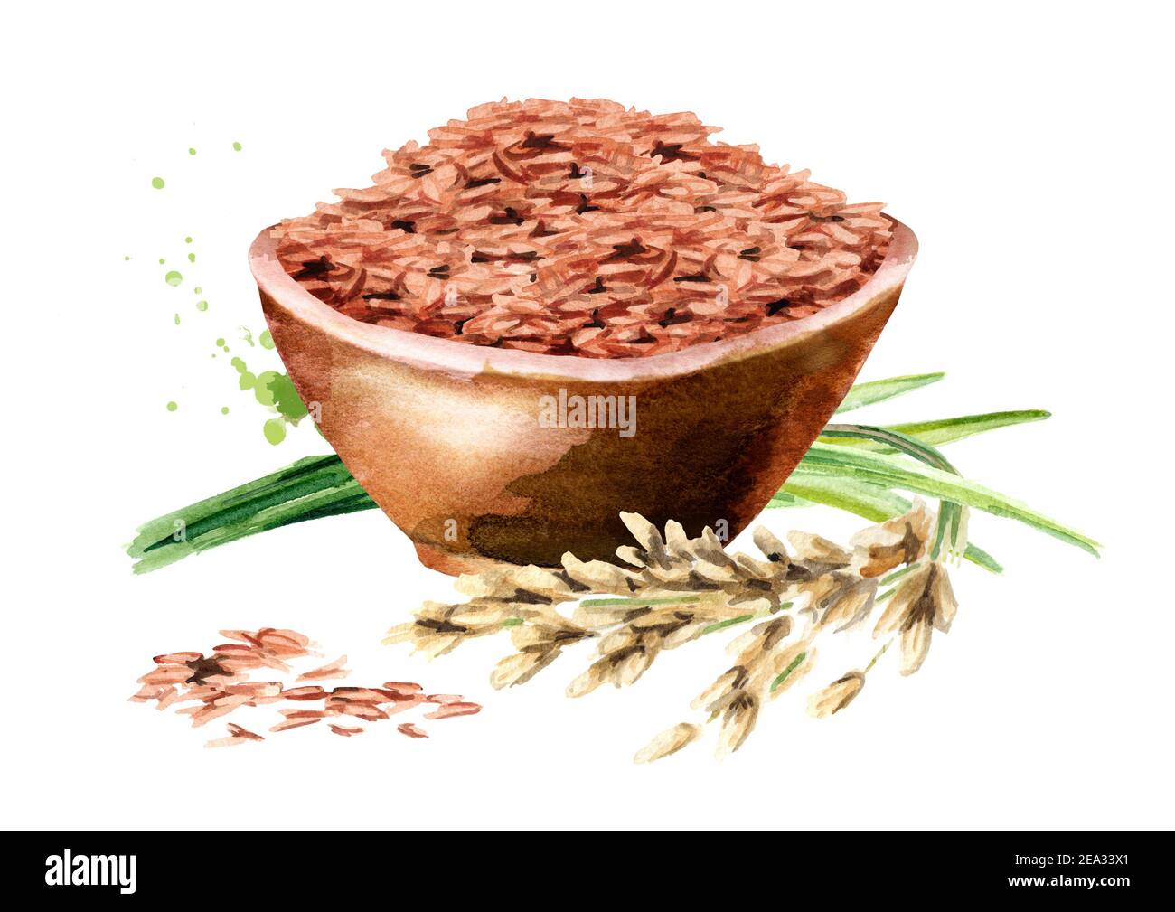 Red Rice in a bowl. Watercolor hand drawn illustration, isolated on ...