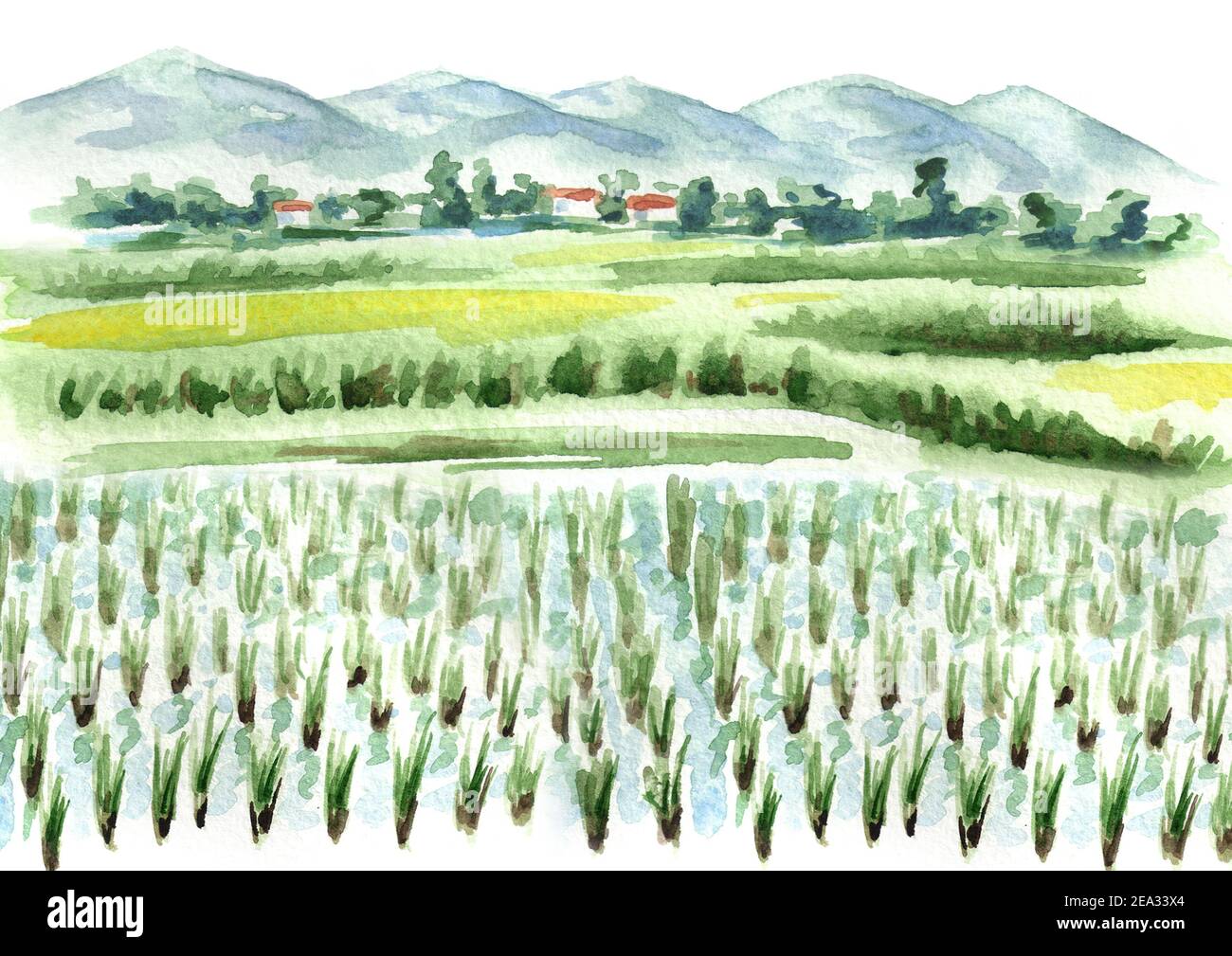 Rice field background. Watercolor hand drawn illustration Stock Photo ...