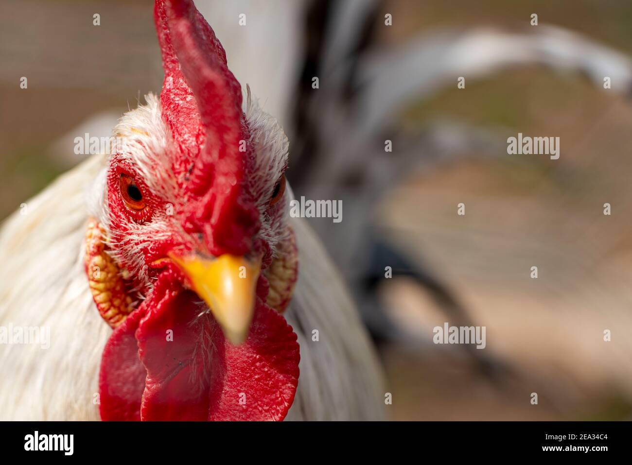 Rooster foot hi-res stock photography and images - Alamy