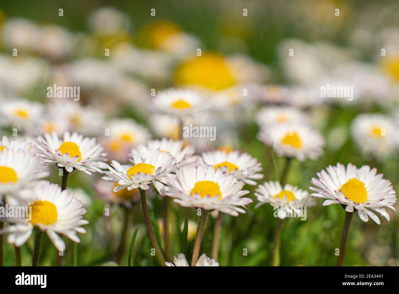 Spring and Summer Flower Bed Macro Landscape Scene Stock Photo - Alamy