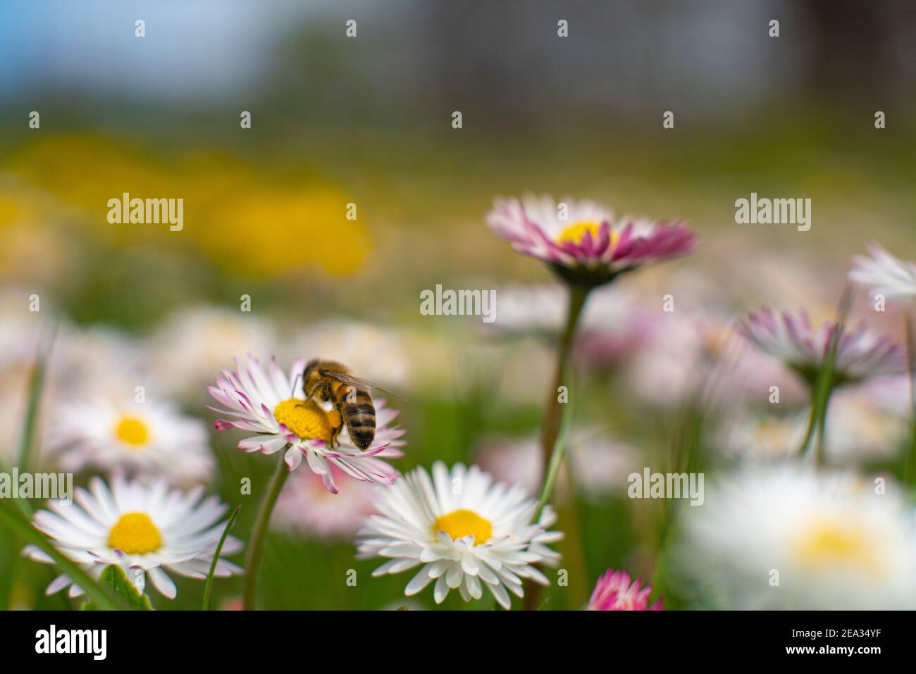 Honey Bee Springtime Scene pollinating White and Yellow Daisy Flowers ...