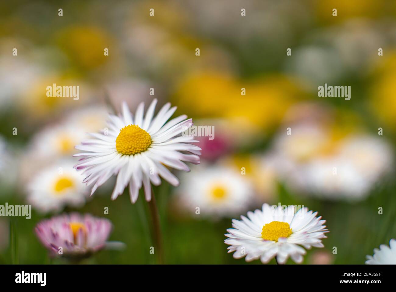 Spring and Summer Flower Bed Macro Landscape Scene Stock Photo - Alamy