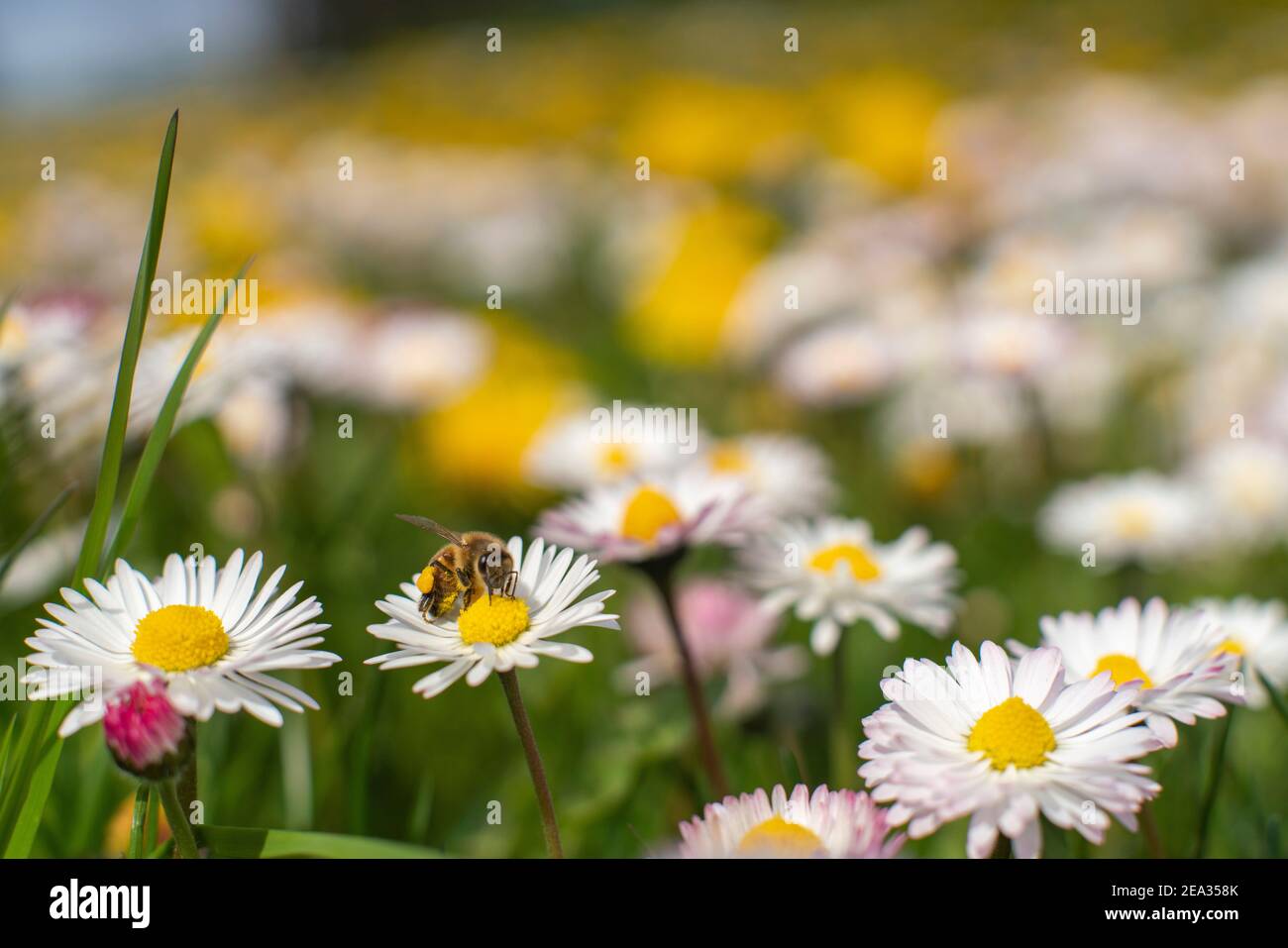Honey Bee Springtime Scene pollinating White and Yellow Daisy Flowers ...