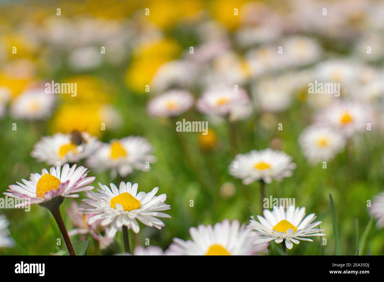 Spring and Summer Flower Bed Macro Landscape Scene Stock Photo - Alamy