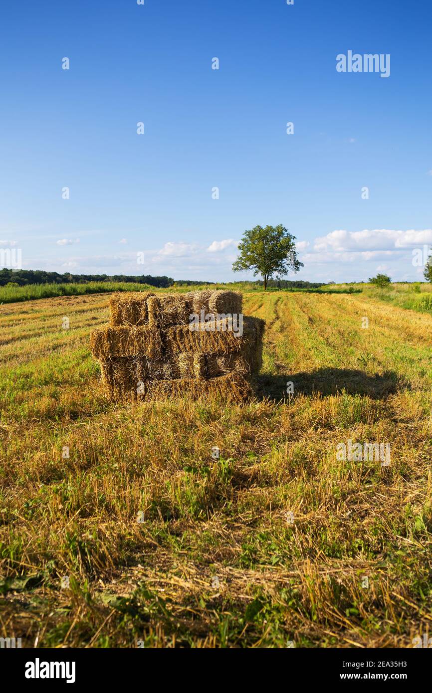 Rectangle shaped bales of straw on farmland with blue beautiful sky ...