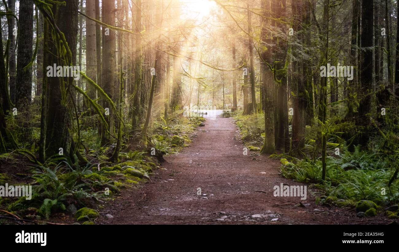 Canadian Forest View Stock Photo - Alamy