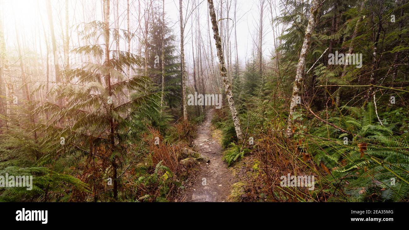 Canadian Forest View Stock Photo - Alamy