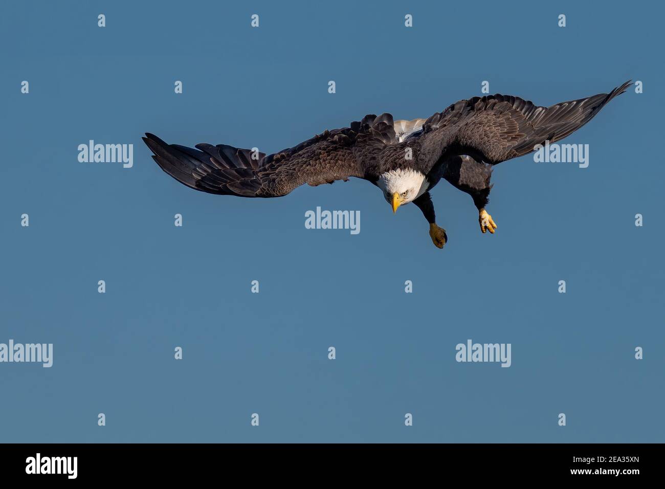 Bald Eagle Flying over the Susquehanna River Stock Photo - Alamy