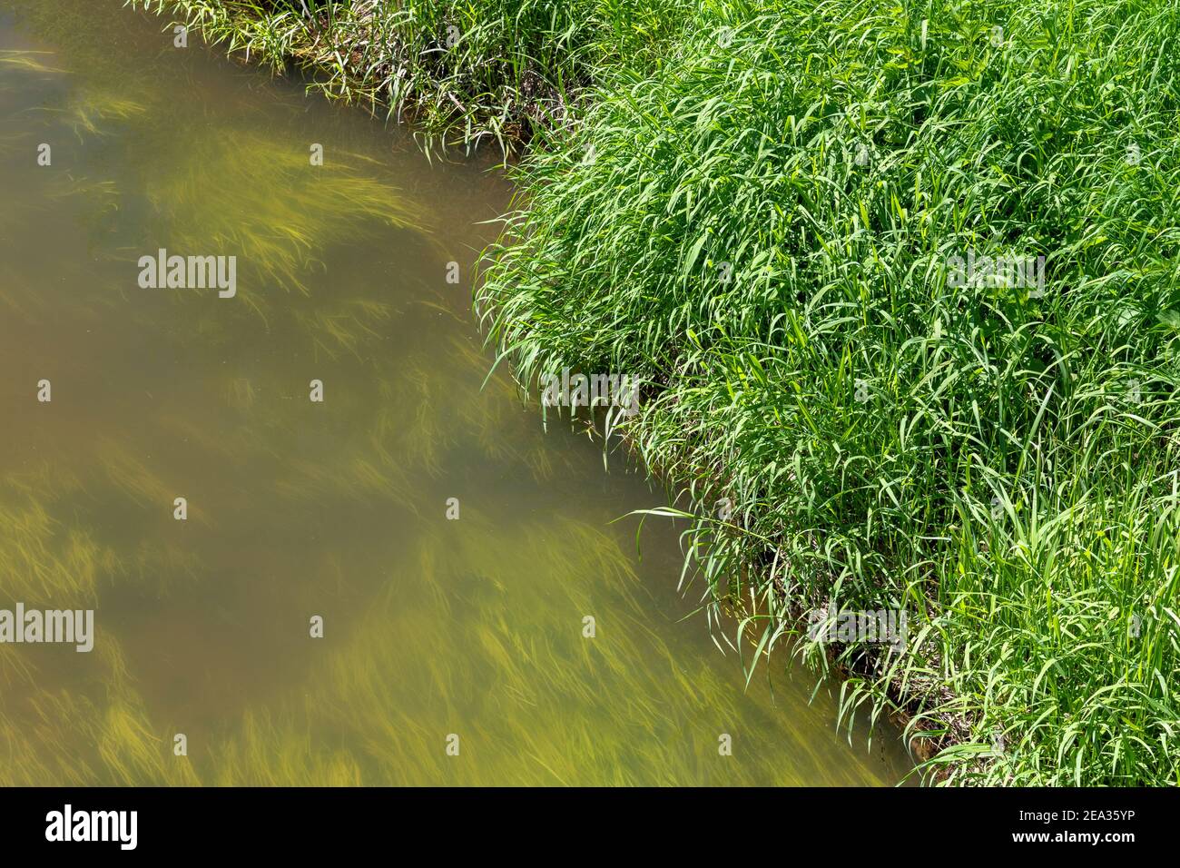 River bank in summer hi-res stock photography and images - Alamy