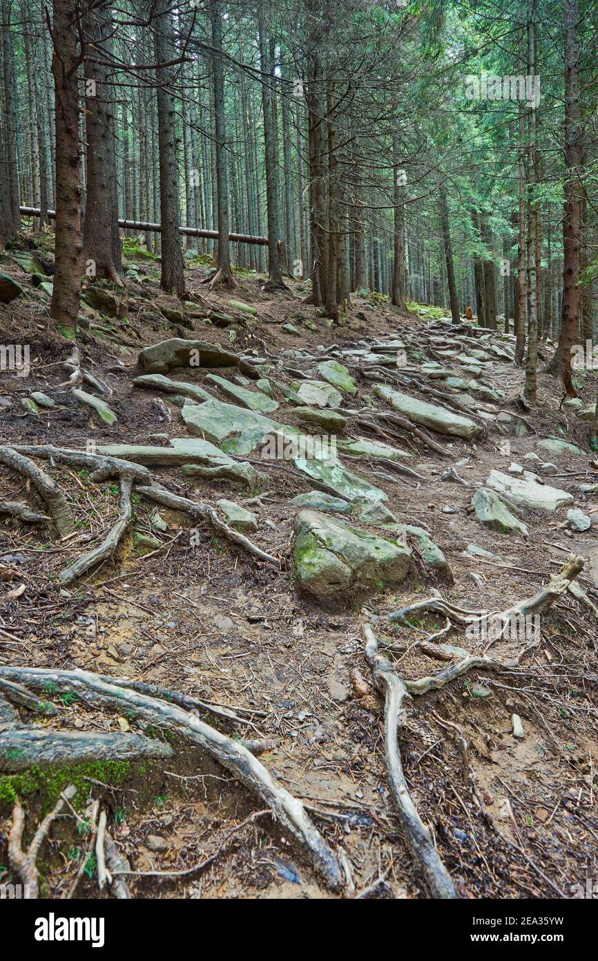 Eco-tourism rocky trail trough summer forest Stock Photo - Alamy