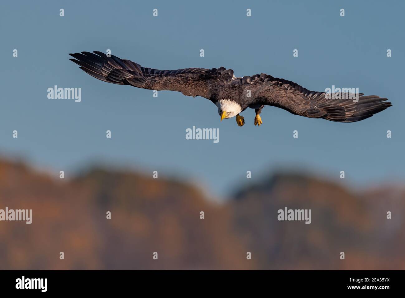 Bald Eagle Flying over the Susquehanna River Stock Photo - Alamy