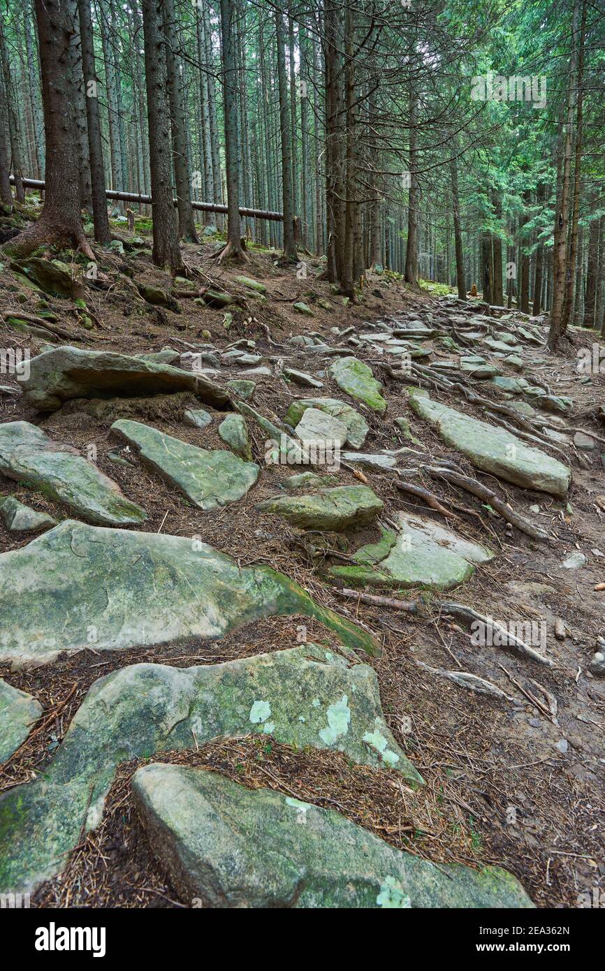 Trail trough pine forest hi-res stock photography and images - Alamy
