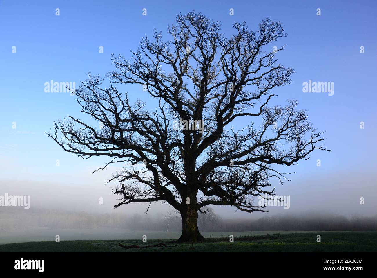 Oak tree against blue hi-res stock photography and images - Alamy