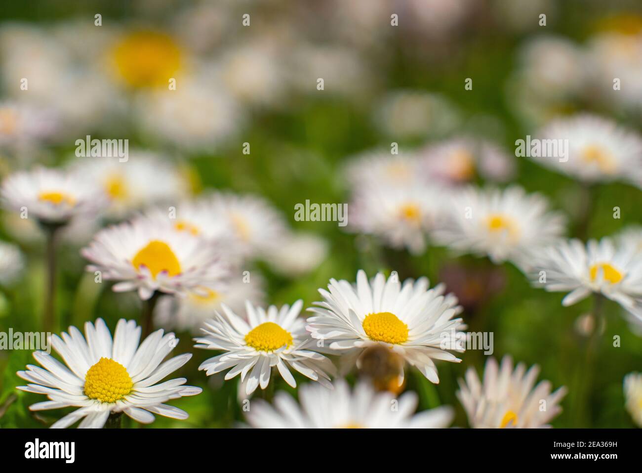 Spring and Summer Flower Bed Macro Landscape Scene Stock Photo - Alamy