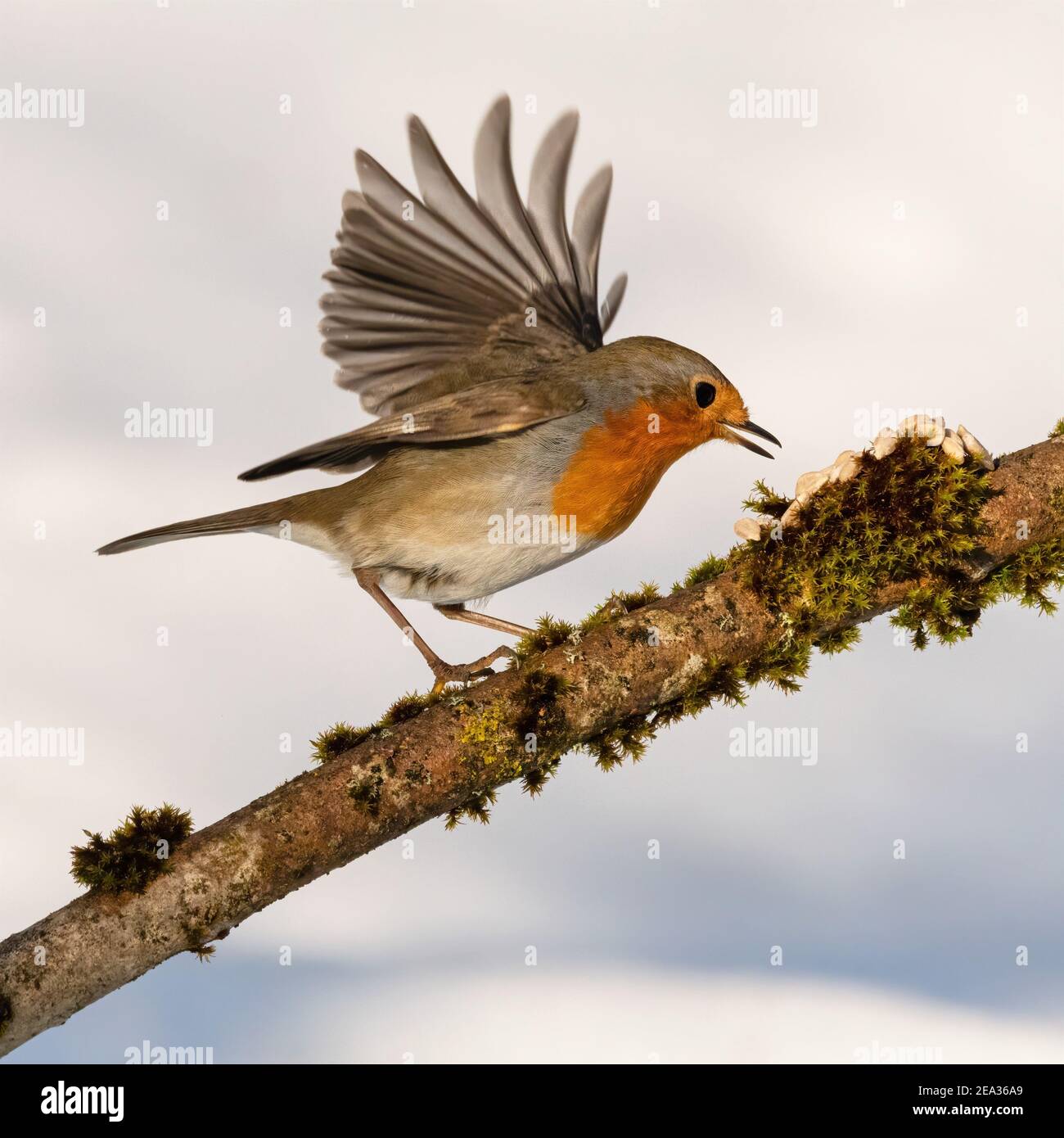 bird, natur, ast, wild lebende tiere, stieglitz, tier, baum, finch ...